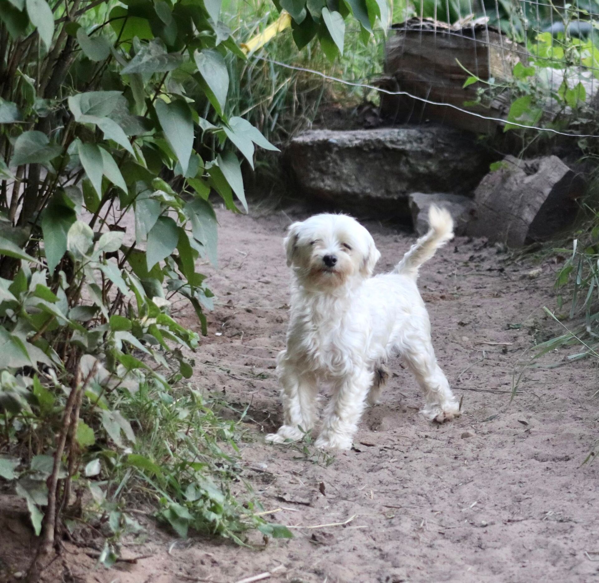 Precious Paws Puppy Breeders -Puppies for Sale in Ontario Precious Paws Puppy Breeders -Puppies for Sale in Ontario