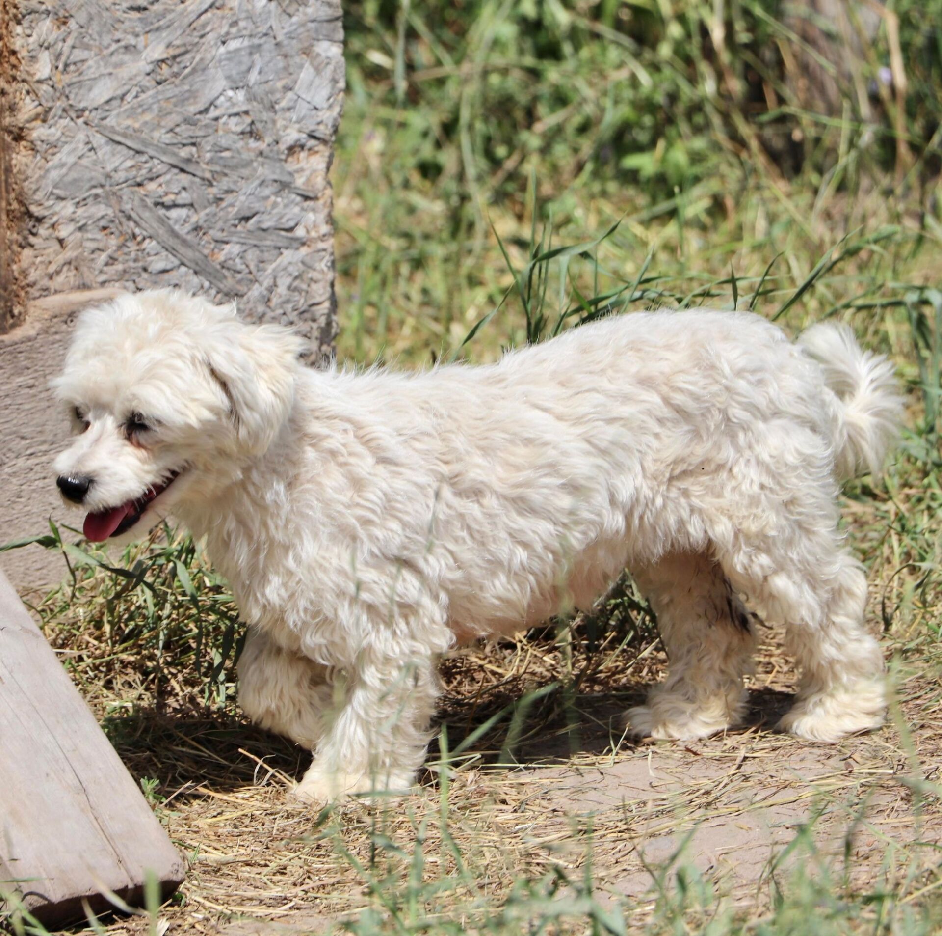 Precious Paws Puppy Breeders -Puppies for Sale in Ontario