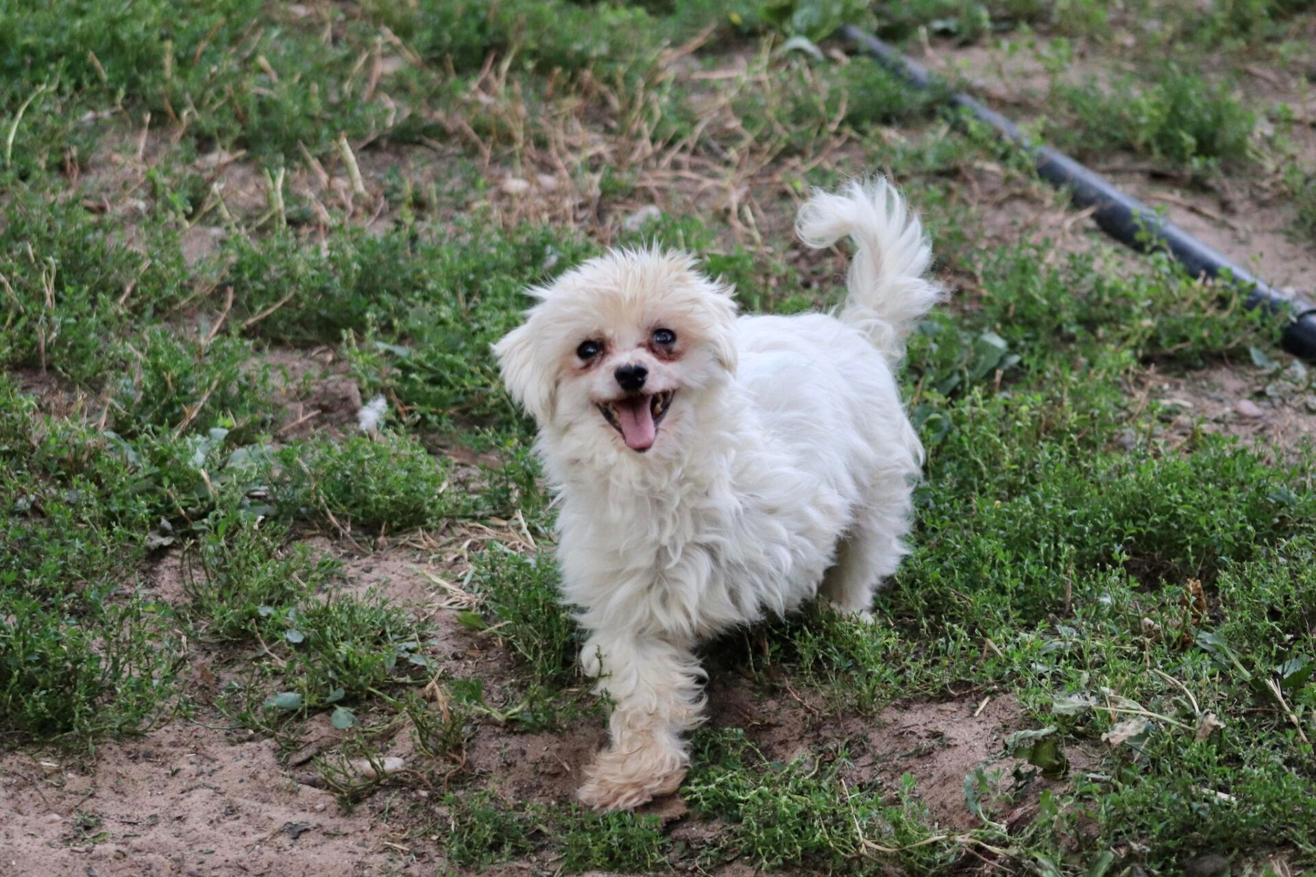 Precious Paws Puppy Breeders -Puppies for Sale in Ontario