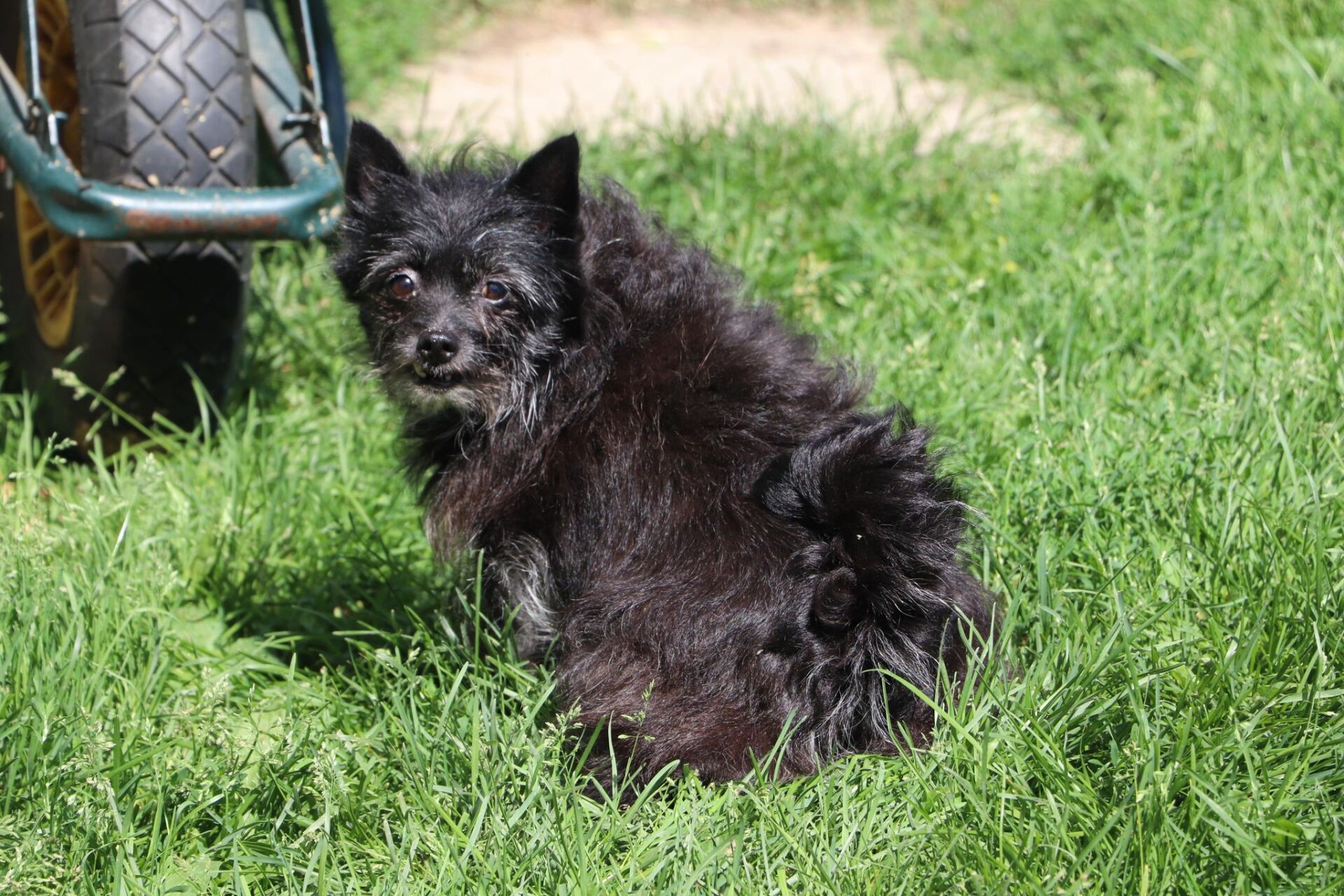 Precious Paws Puppy Breeders -Puppies for Sale in Ontario