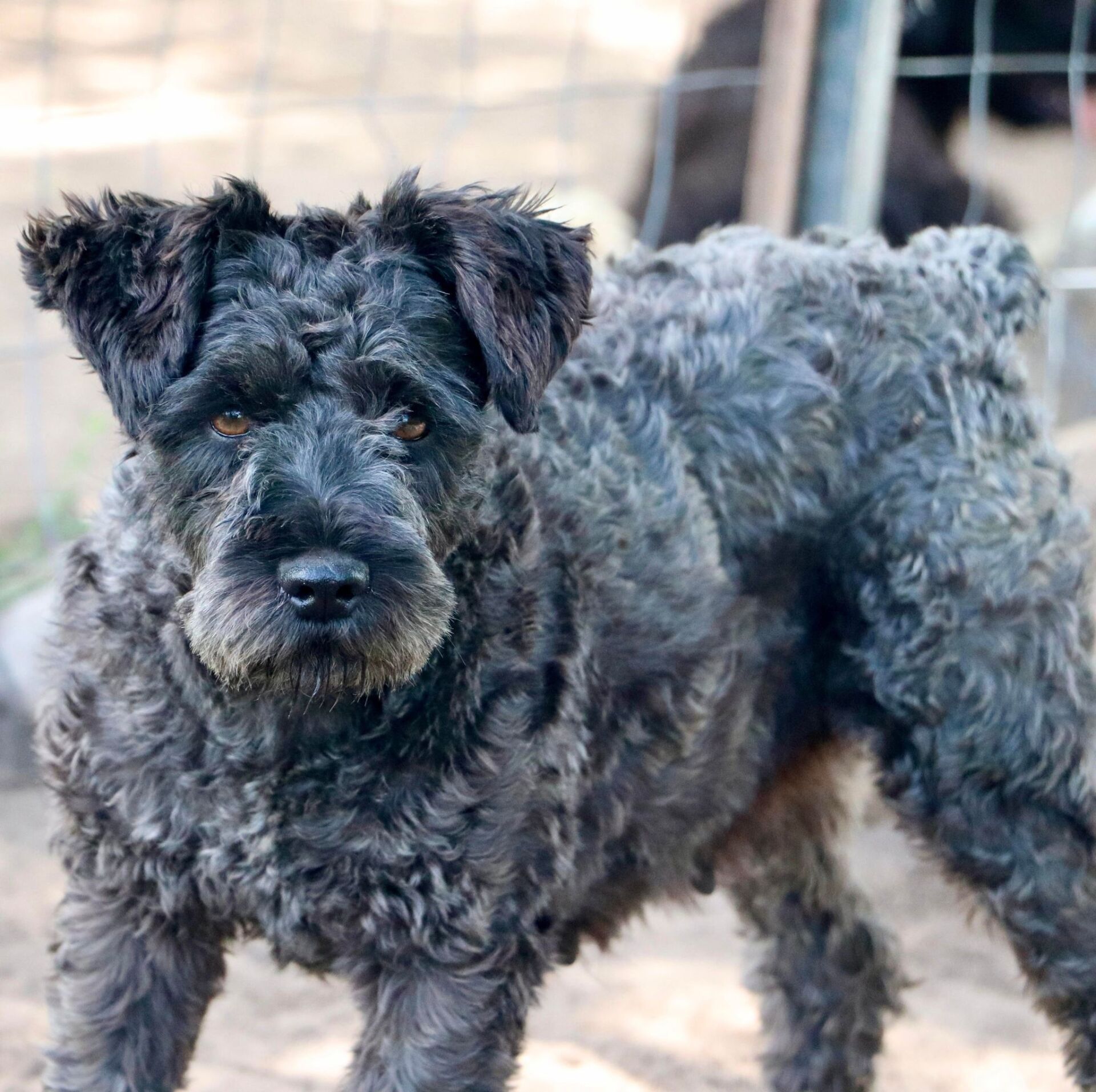 Precious Paws Puppy Breeders -Puppies for Sale in Ontario