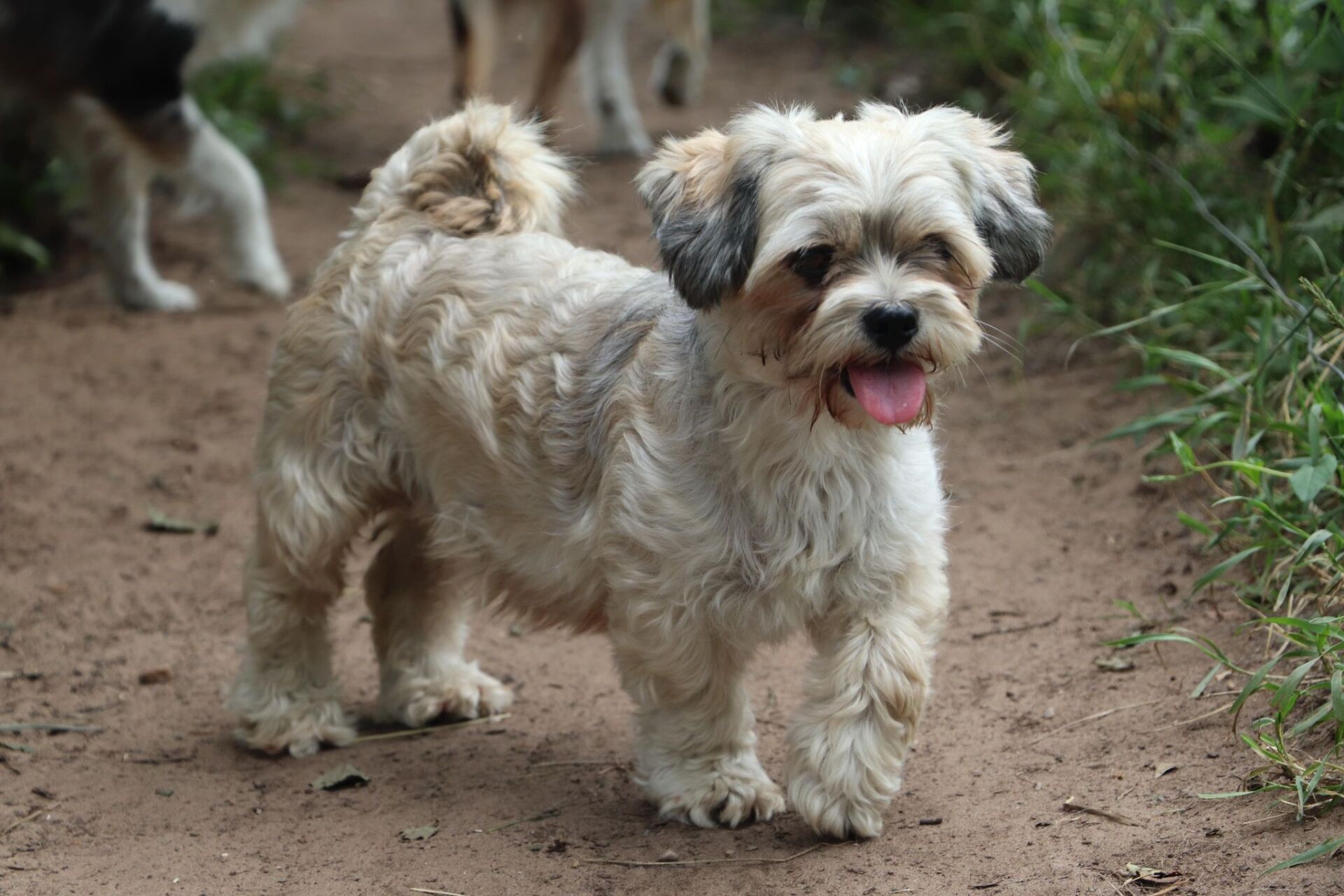 Precious Paws Puppy Breeders -Puppies for Sale in Ontario