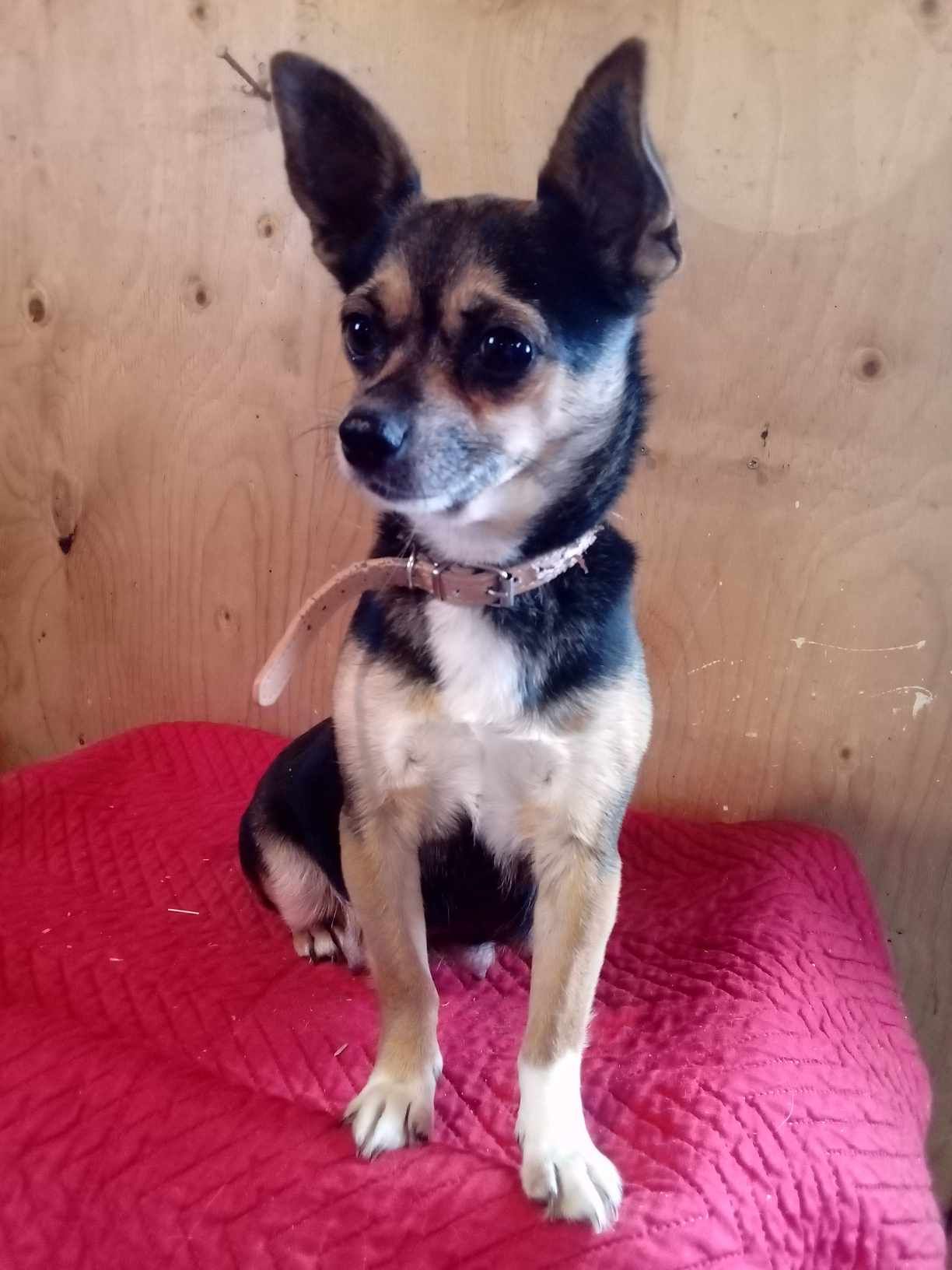 Precious Paws Puppy Breeders -Puppies for Sale in Ontario
