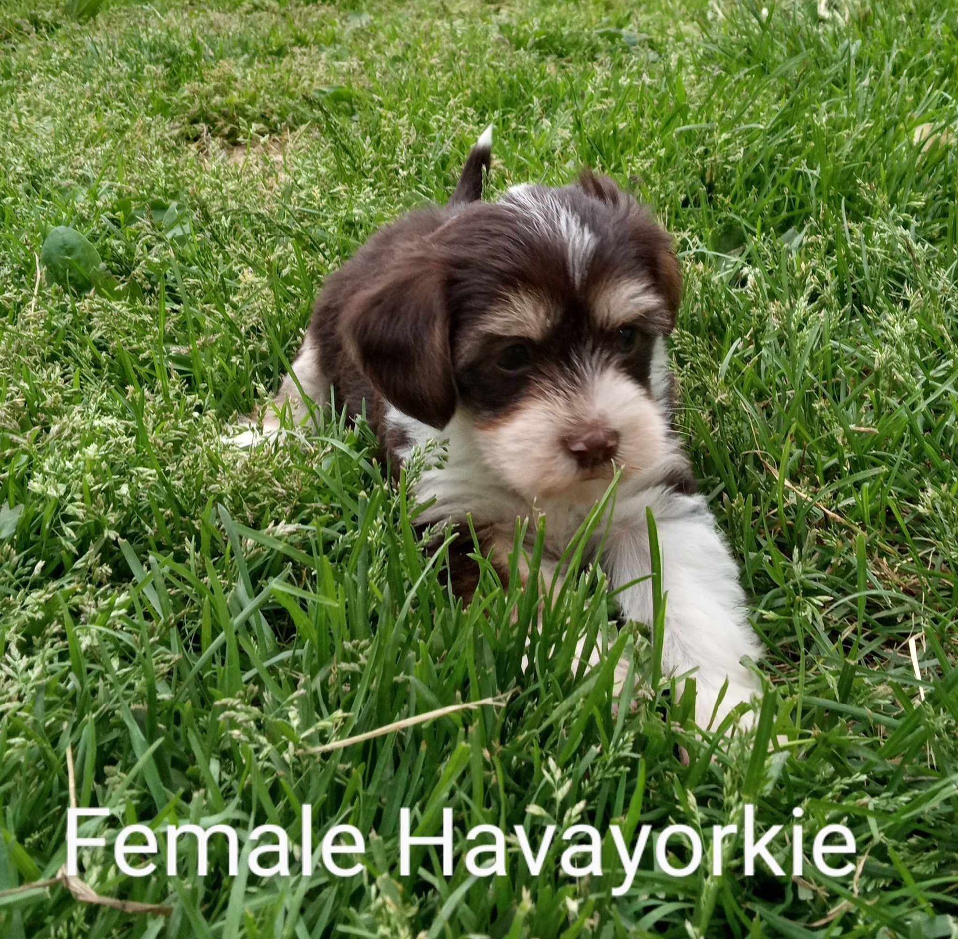 Our Puppies