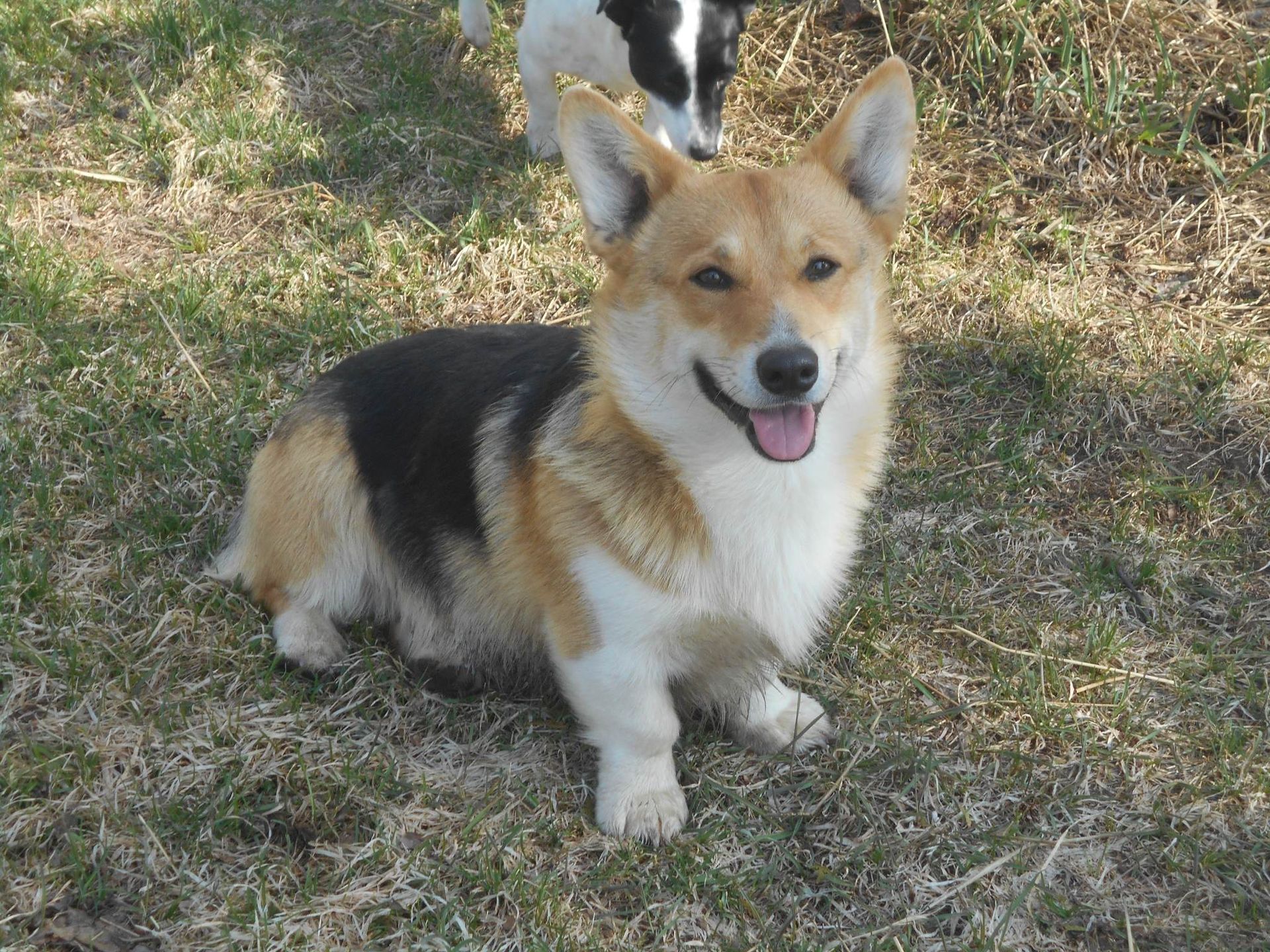 Precious Paws Puppy Breeders -Puppies for Sale in Ontario