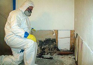Mold Experts | Pittsburgh, PA | Mold Men