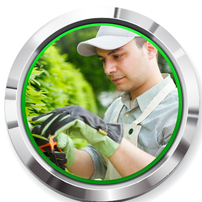 Tree Removal, Tree Trimming Service St,Paul, MN.