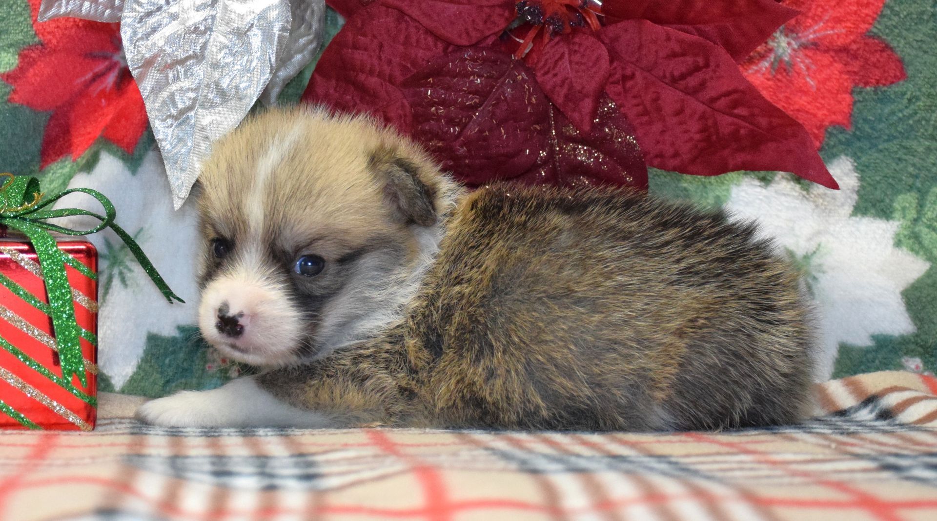 Pembroke and Cardigan Welsh Corgis | F&M Corgis