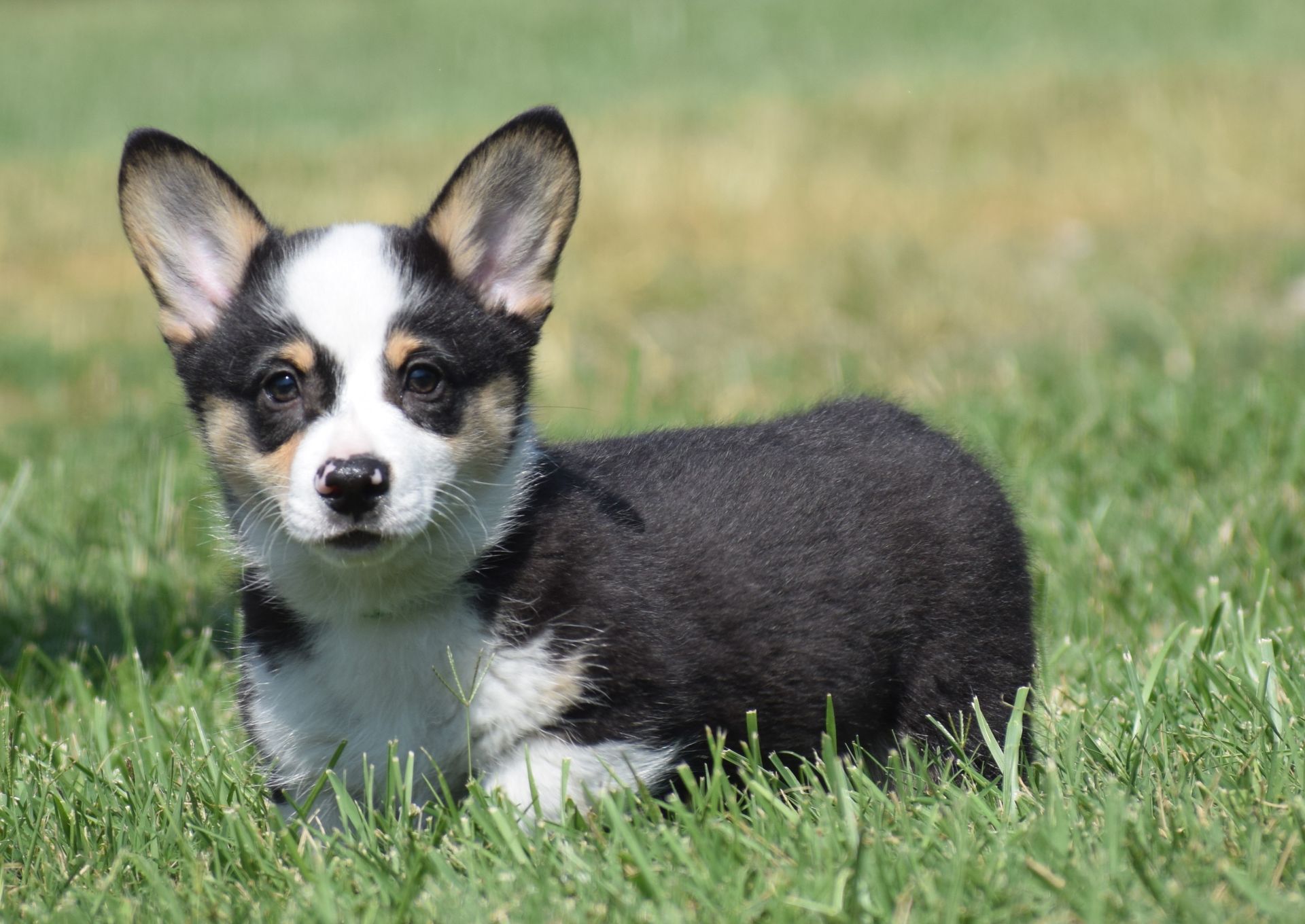 Adopt Your Next Best Friend From F&M Corgis - Premium Pembroke Welsh ...