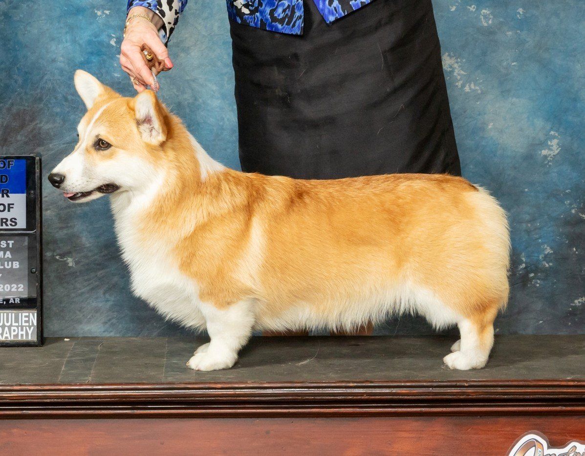 Pembroke and Cardigan Welsh Corgis | F&M Corgis