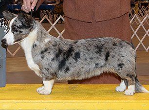 Pembroke and Cardigan Welsh Corgis | F&M Corgis