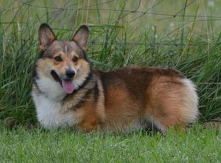 Pembroke and Cardigan Welsh Corgis | F&M Corgis