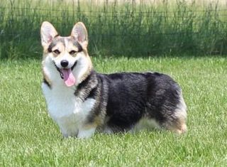 Pembroke and Cardigan Welsh Corgis | F&M Corgis