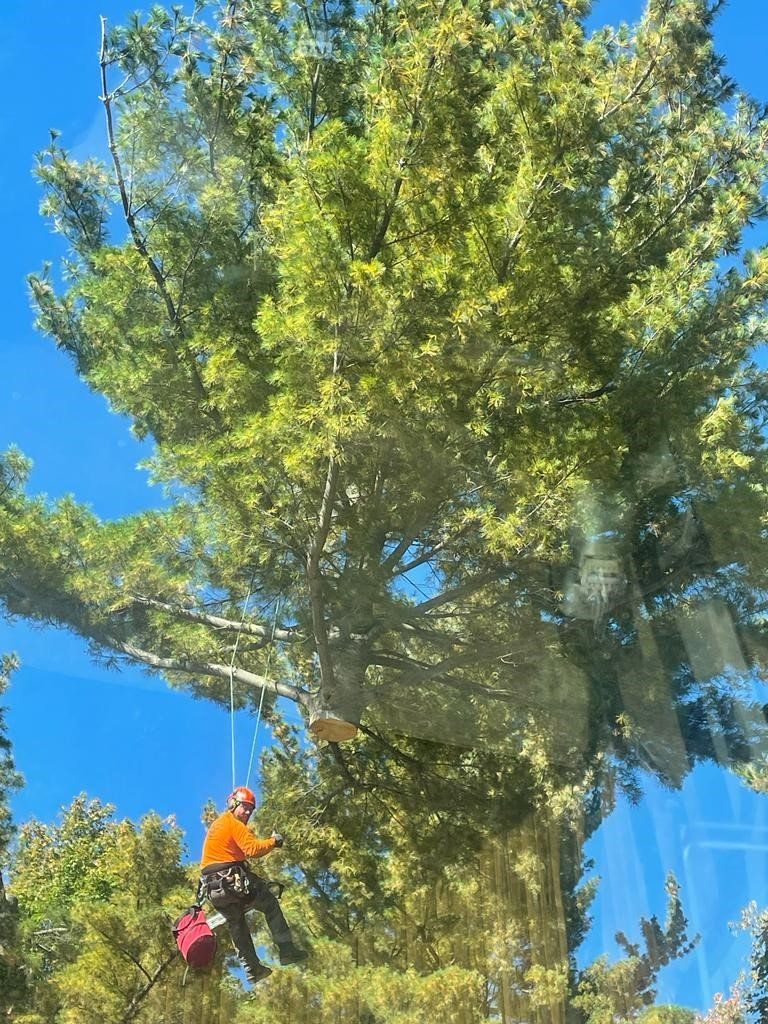 Gallery • Timber Pros • Tree Services