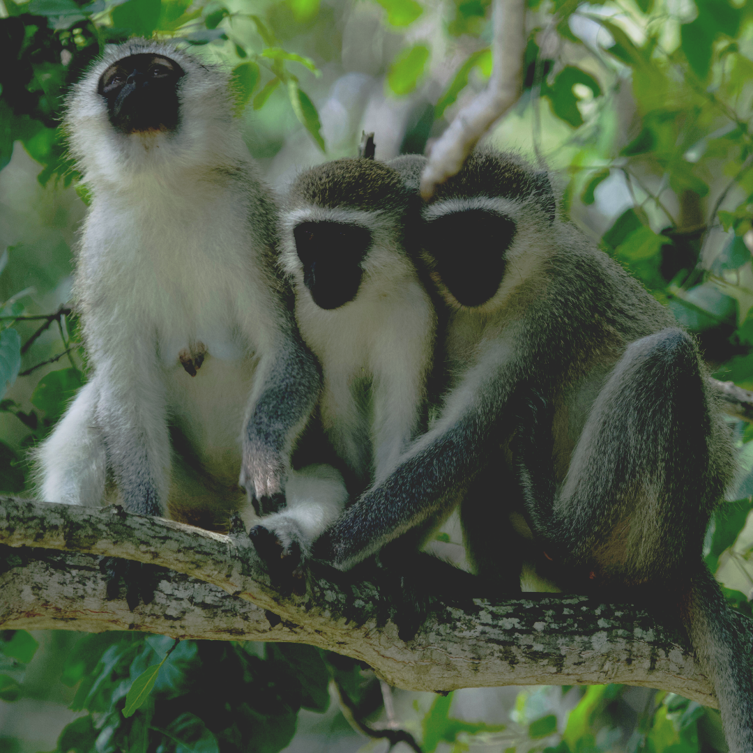 Wildlife Conservation| Kukama Wildlife College