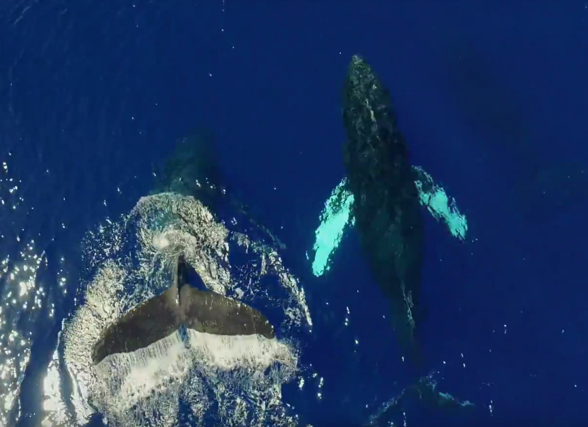 Hawaii Ocean Adventure Tours | Ocean Adventures | Haleiwa, HI