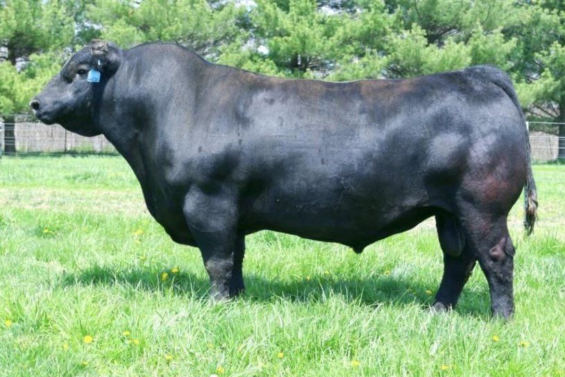 Eastern Plains Angus - BULL SALE