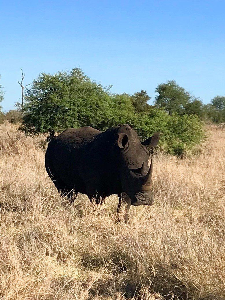 Travel with Purpose and Save the Rhino