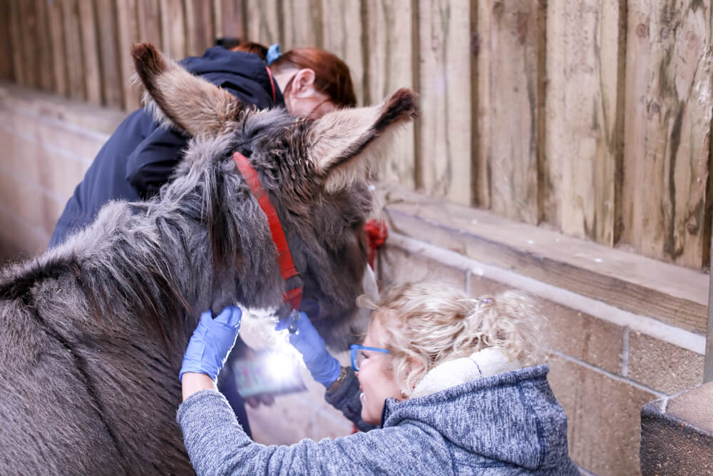 Care and Welfare | Isle of Wight Donkey Sanctuary