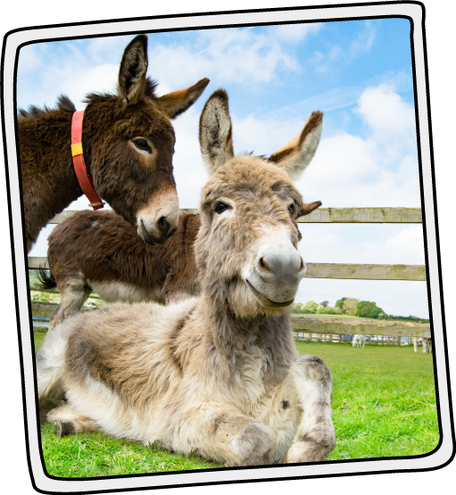 Isle of Wight Donkey Sanctuary | Home