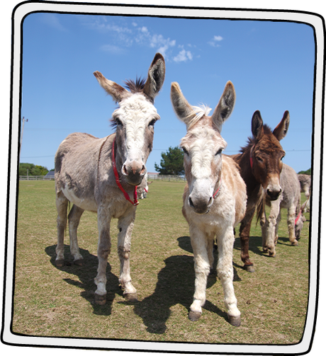 Isle of Wight Donkey Sanctuary | Home