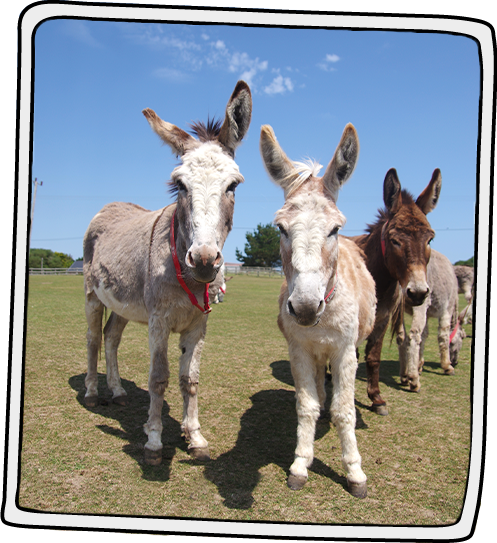 Isle of Wight Donkey Sanctuary | Home