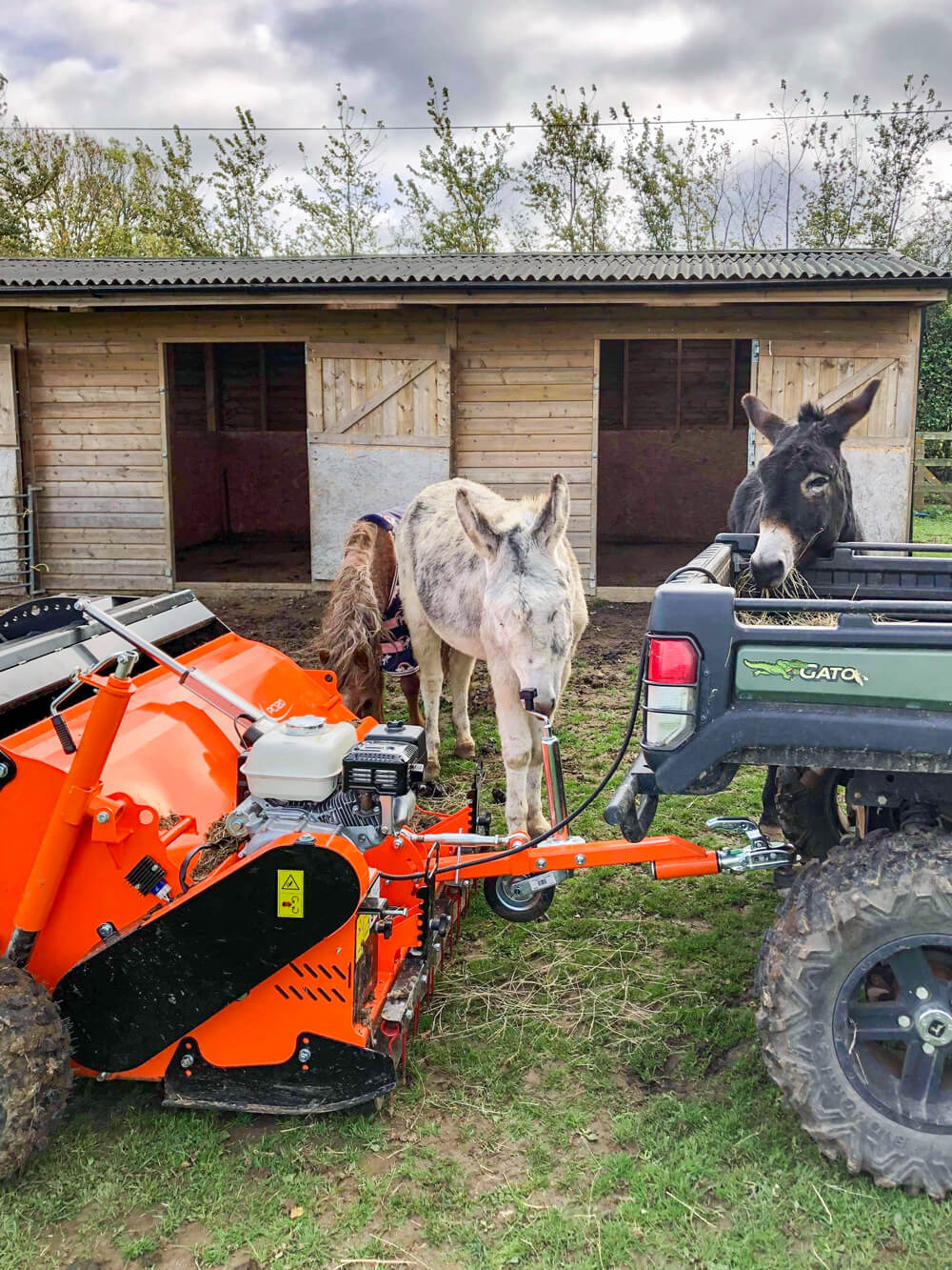 Care and Welfare | Isle of Wight Donkey Sanctuary
