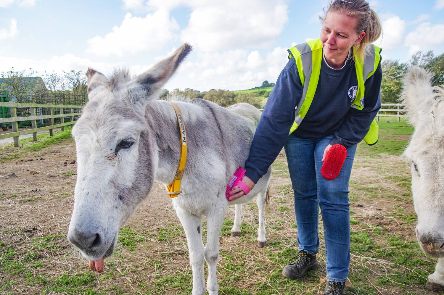 Care and Welfare | Isle of Wight Donkey Sanctuary