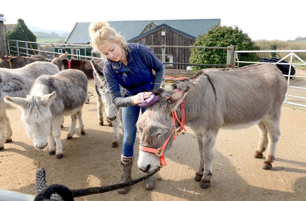 Care and Welfare | Isle of Wight Donkey Sanctuary