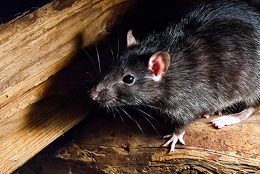 Pest Control | Elgin, SC | Bug Master