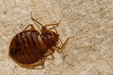 Pest Control | Elgin, SC | Bug Master