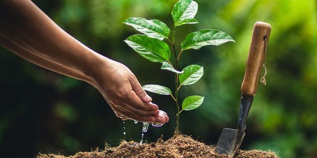 Fruit Plant Soil Time To Plant Fruit Trees