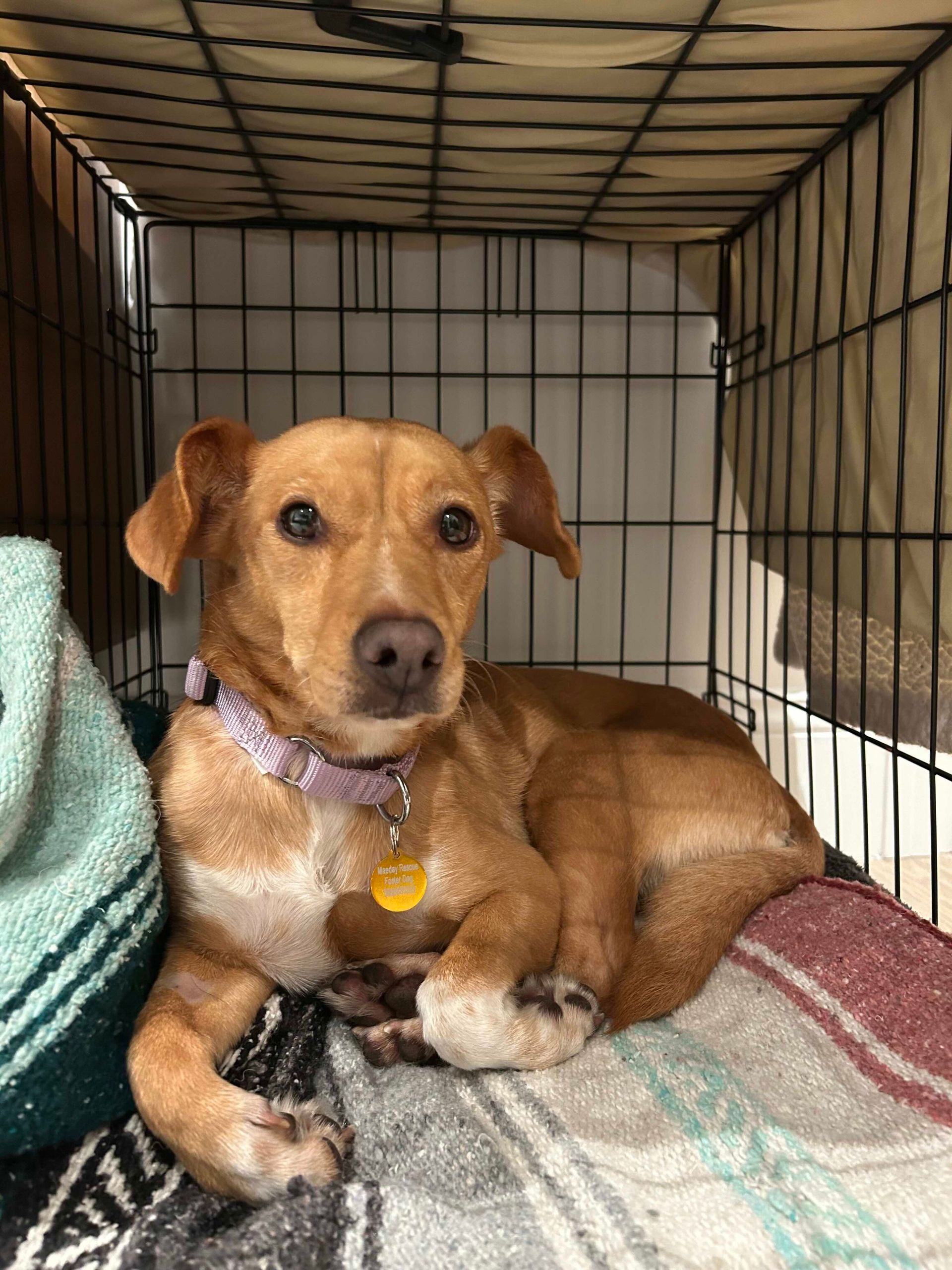 MaeDay Rescue | Los Angeles Dog Rescue