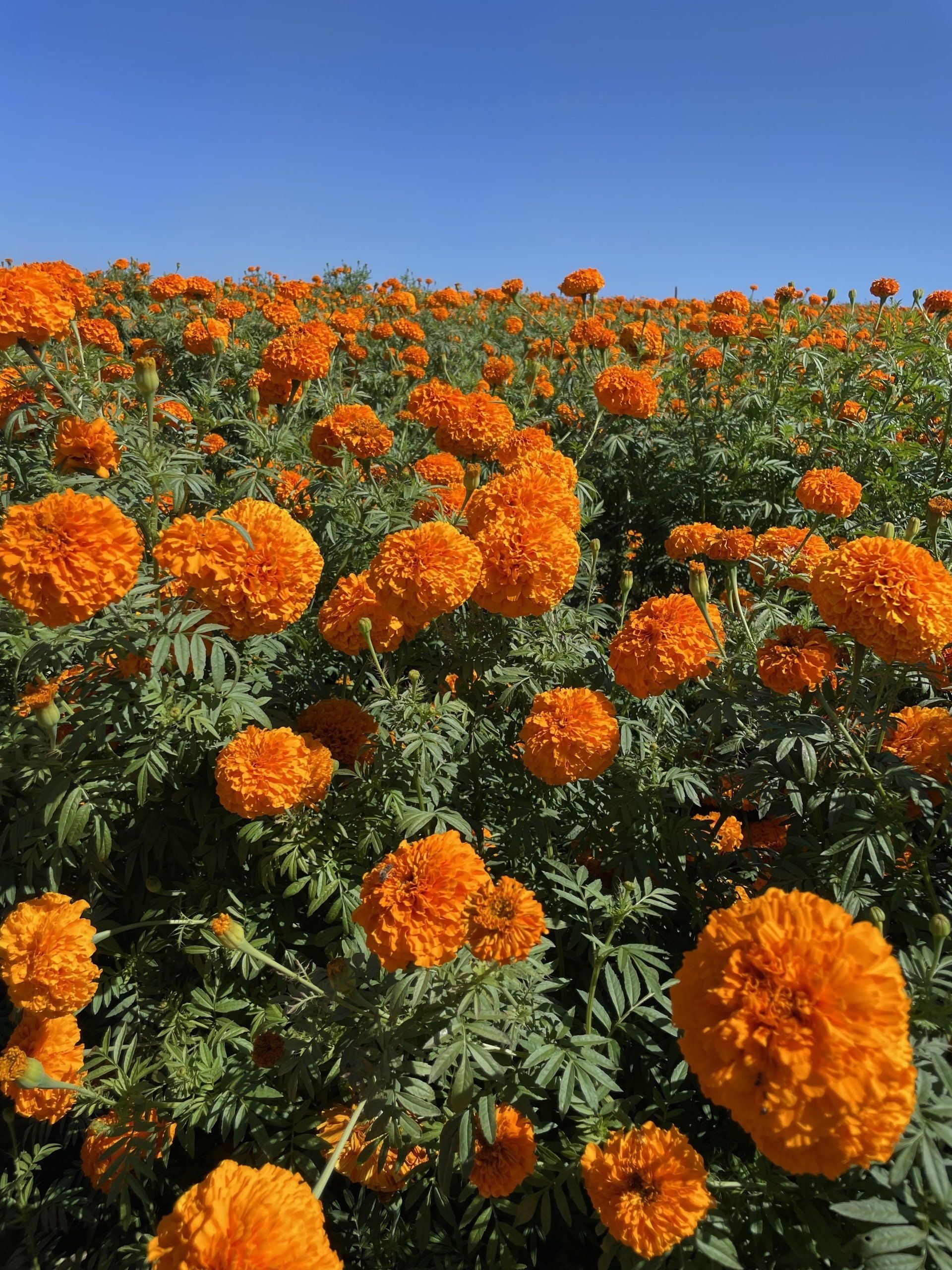 Pumpkin Patch | Carlsbad Strawberry Company