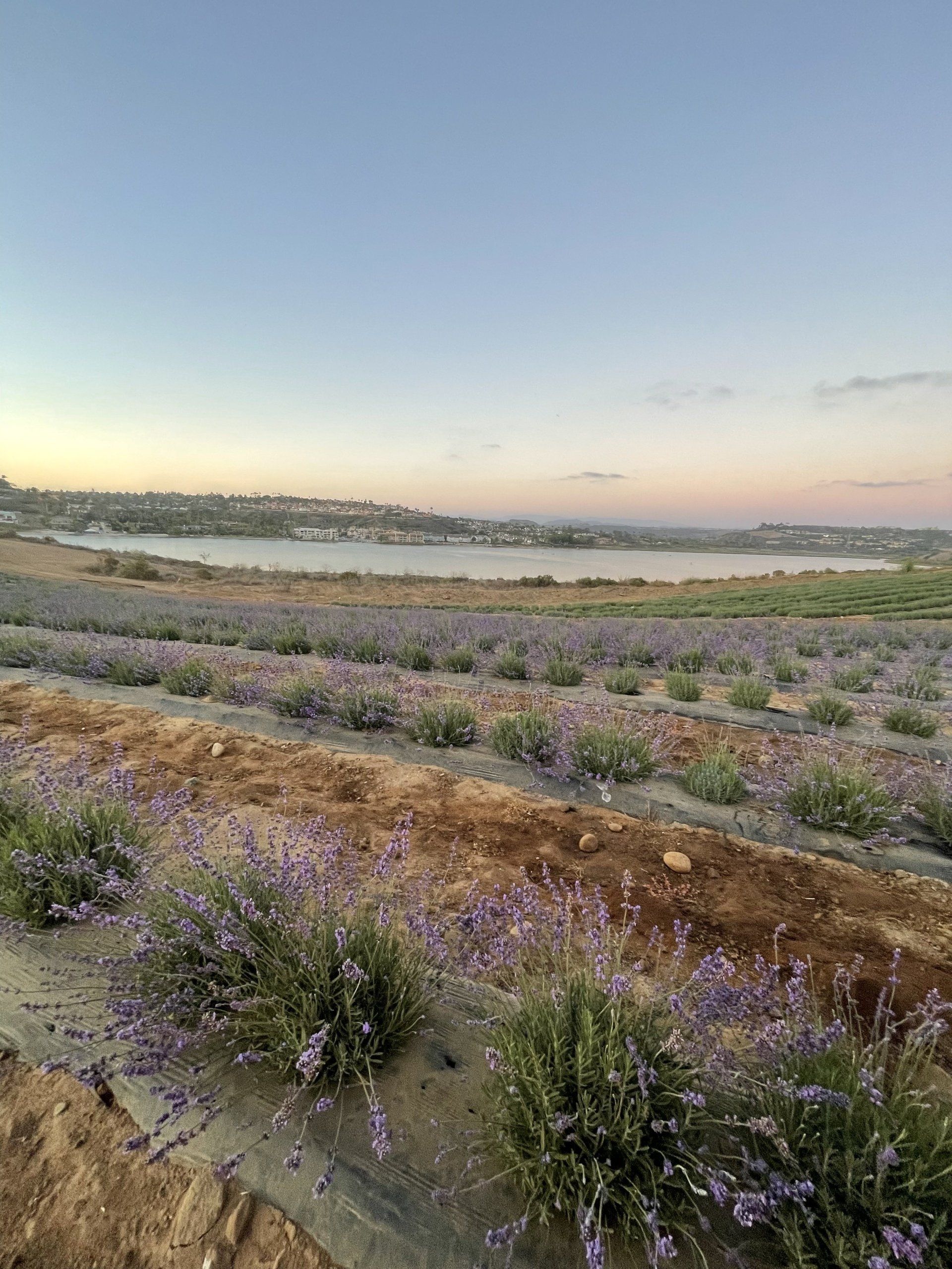Pumpkin Patch | Carlsbad Strawberry Company