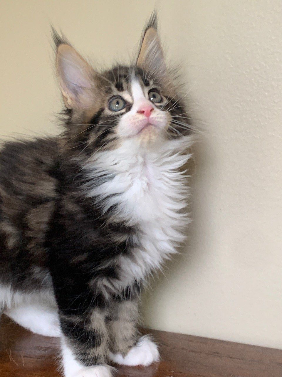 KonaKats Maine Coons | Registered Maine Coon Breeders | Houston, Texas