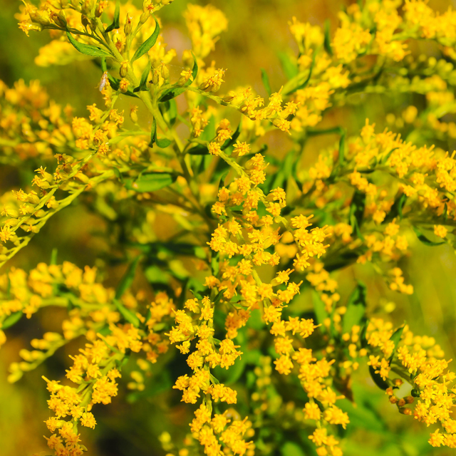solidago cat safe