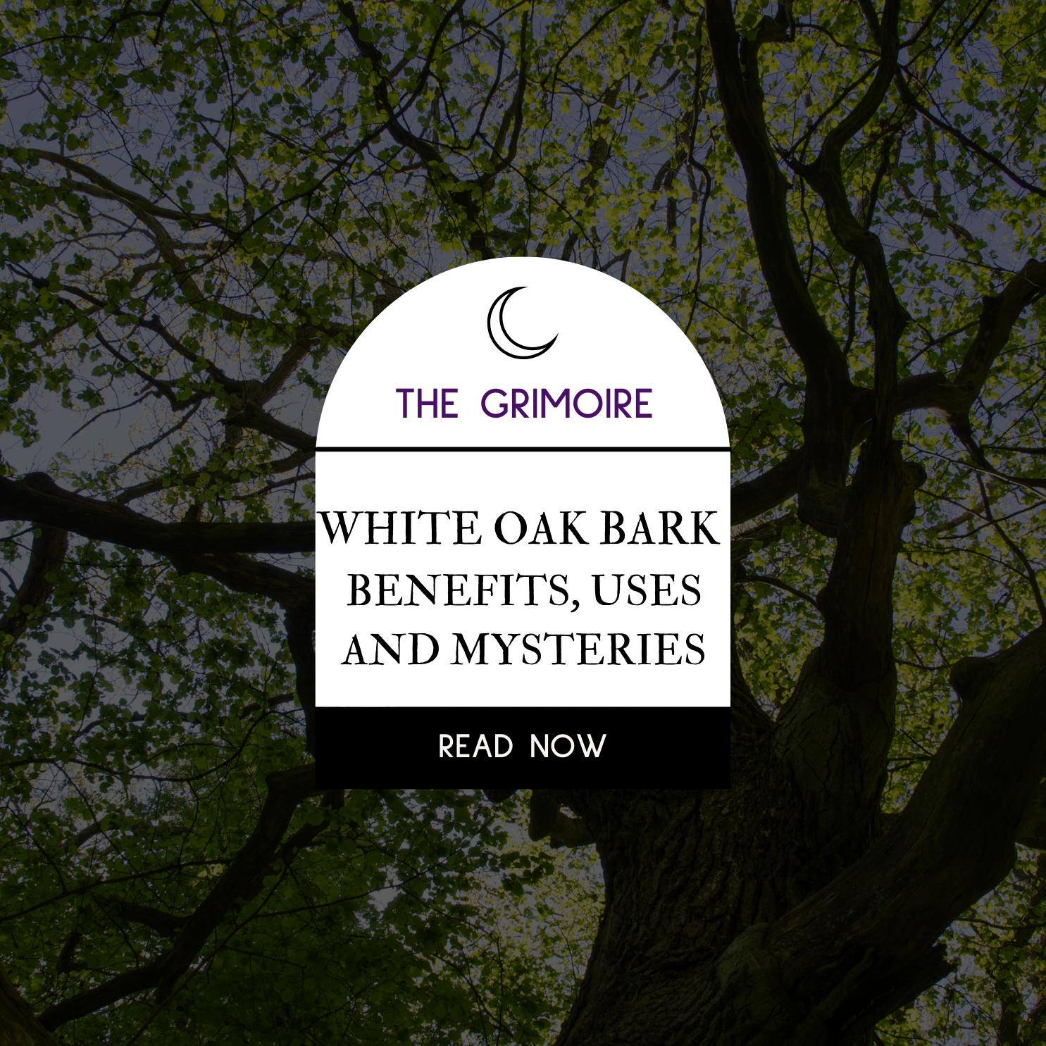 Exploring the Magic of White Oak Bark in a Witchcraft Practice