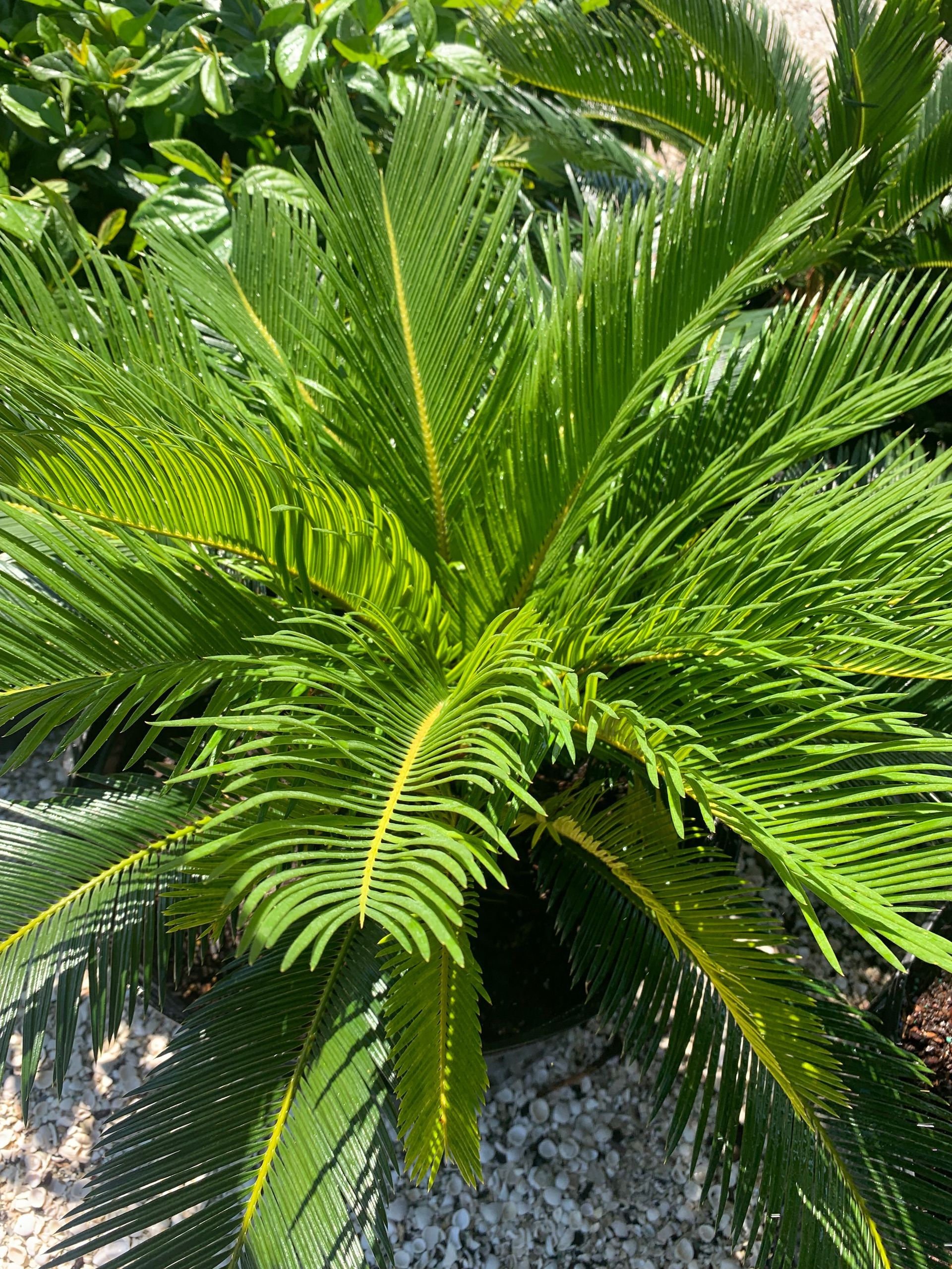 Premium Plant Materials | Landscape Supply | Wesley Chapel, FL