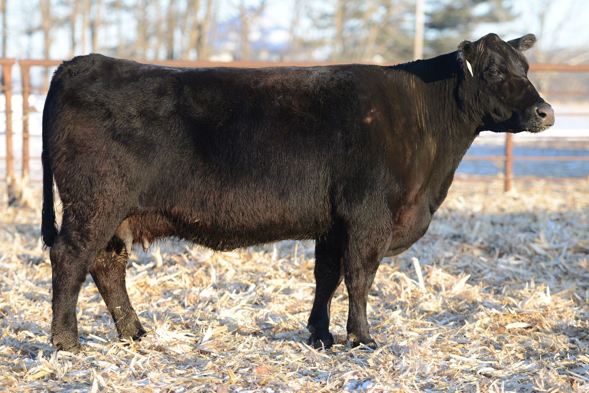 DE-SU Angus | Our Herd