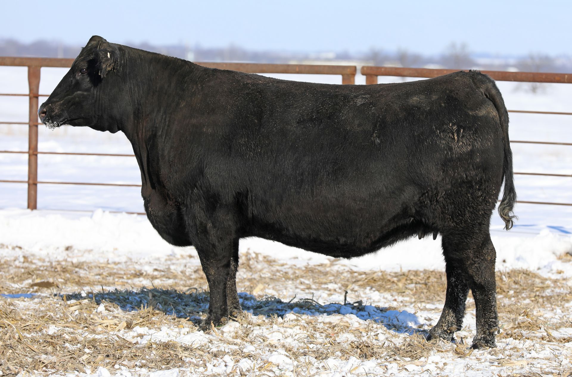 DE-SU Angus | Our Herd