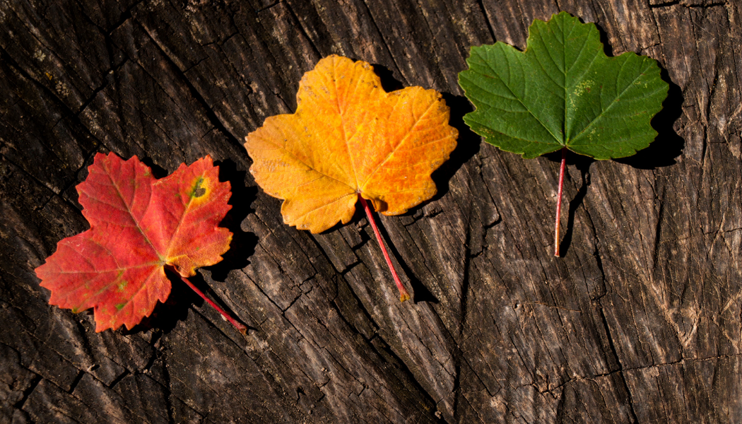 Taking Care of Ourselves as we Transition into Fall