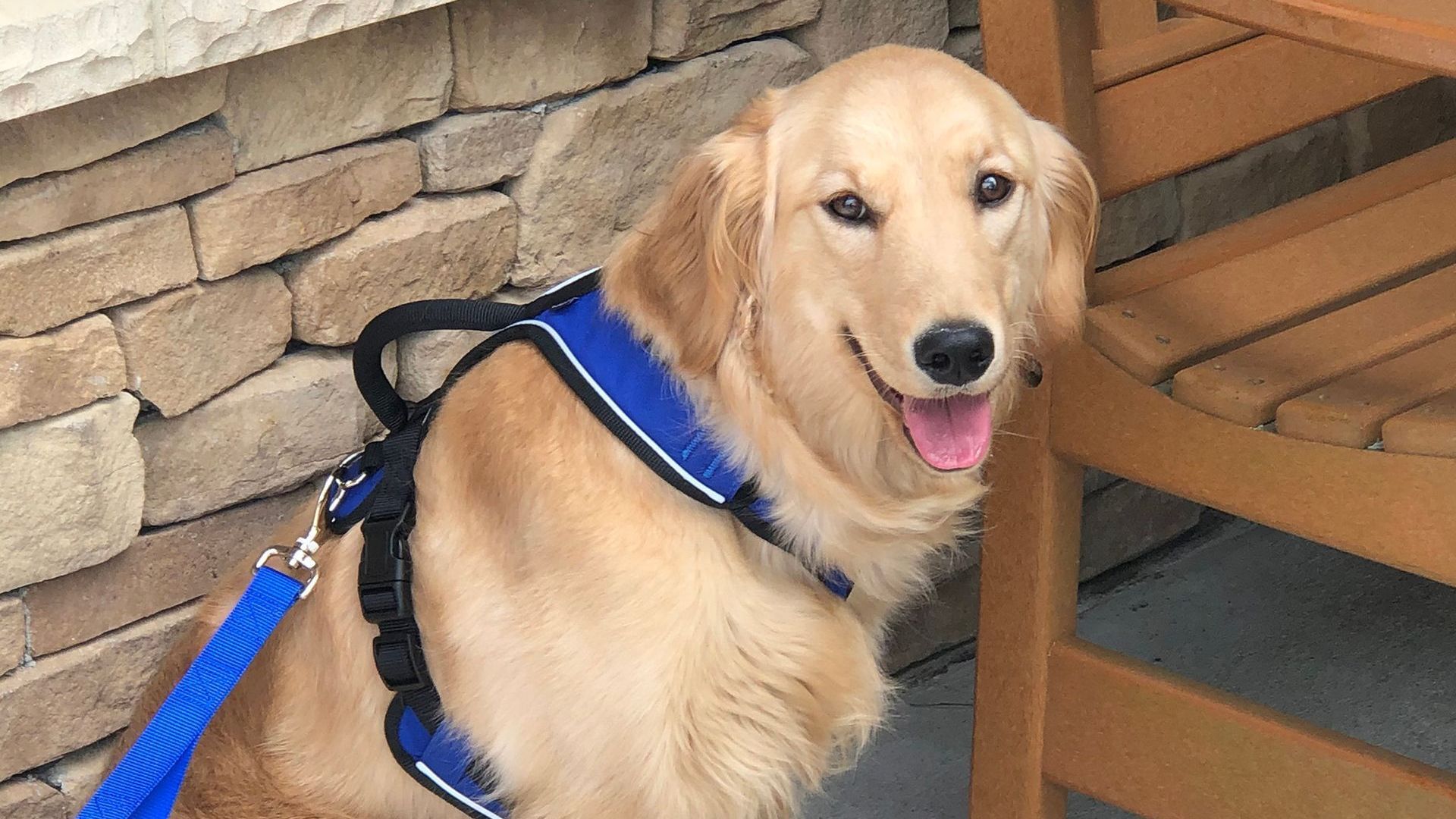 Therapy Dog Grace Gives Puppy Love