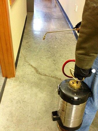 Pictures | Bellingham, WA | Environmental Pest Control