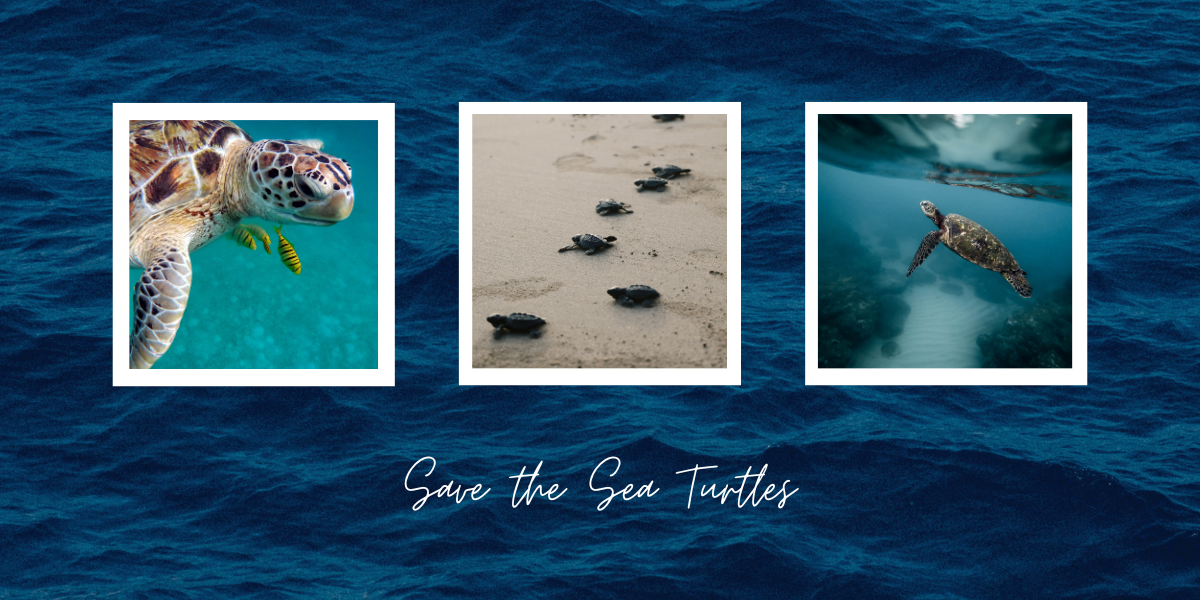 Sea Turtle Conservation in Costa Rica