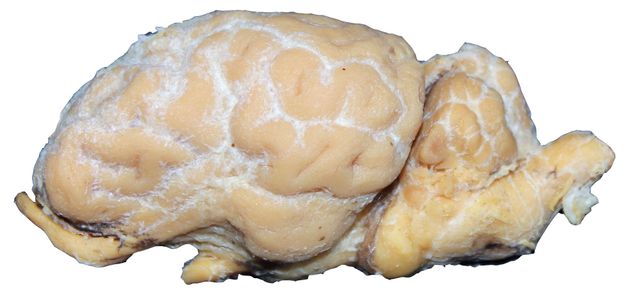 Sheep Brain