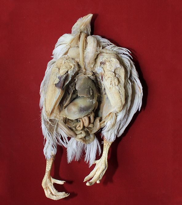 Chicken Anatomy Model