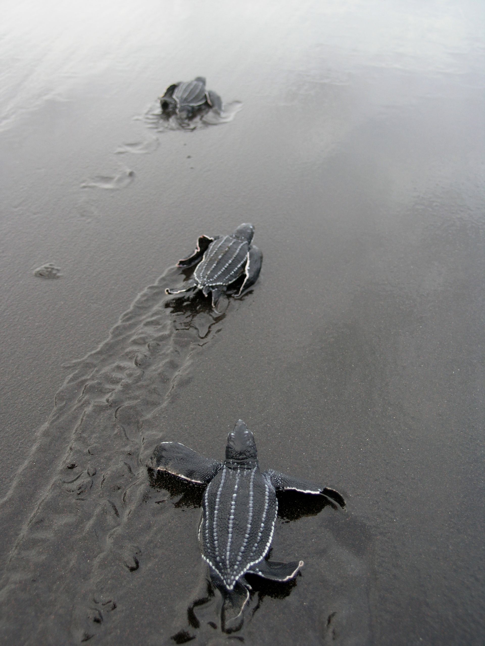 Turtles - Rosalie Bay Resort - Hotel in Dominica