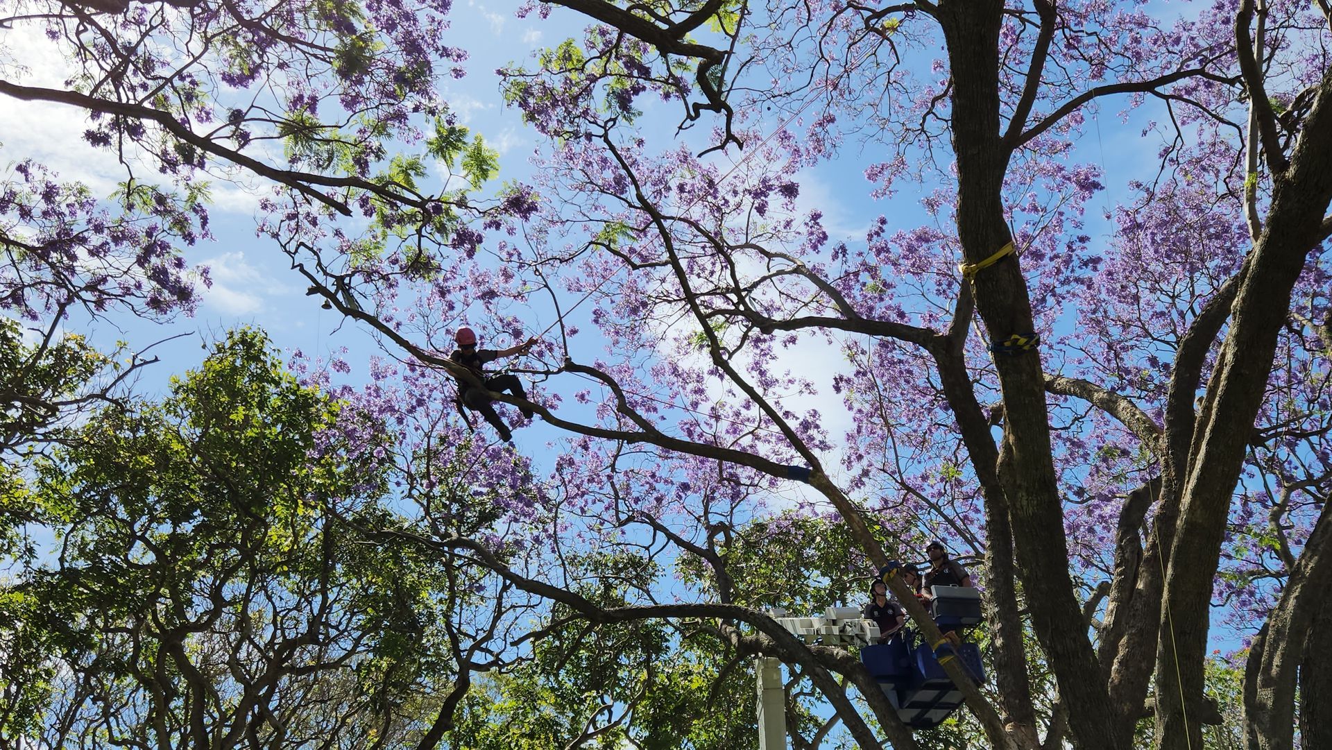 Understanding AS 4373—2007: Elevating Tree Pruning to Australian Standards