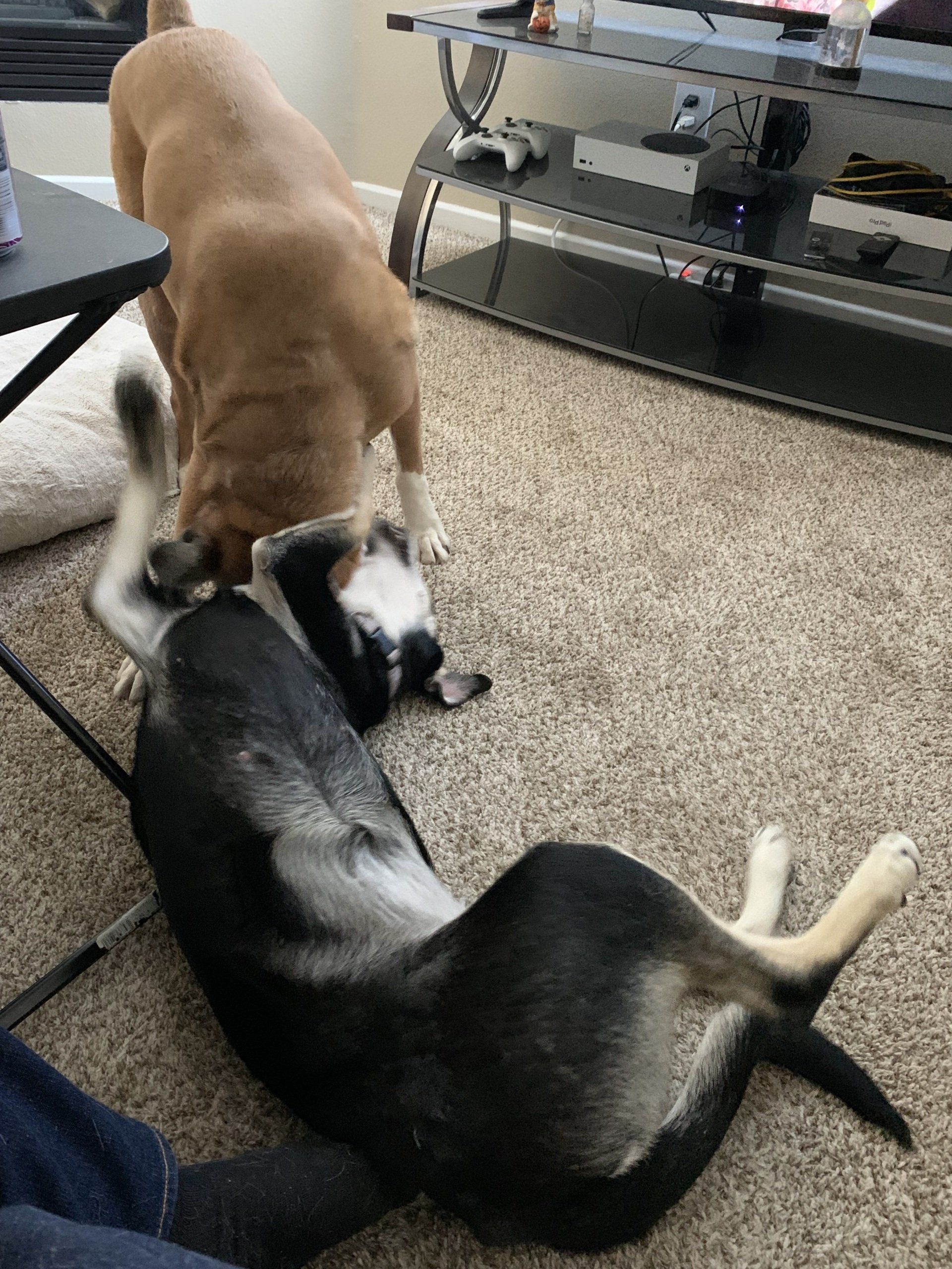 Wrestle Pupmaina